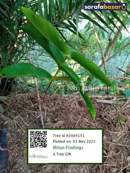 Milan Findings's tree – HM Sarafa Bazar India Pvt Ltd