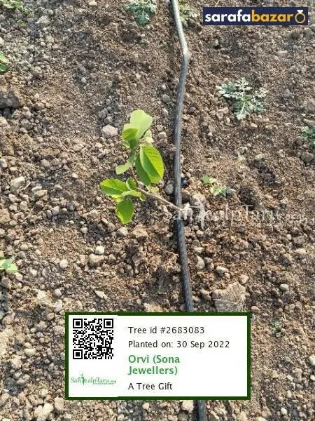 Orvi (Sona Jewellers)'s tree – HM Sarafa Bazar India Pvt Ltd