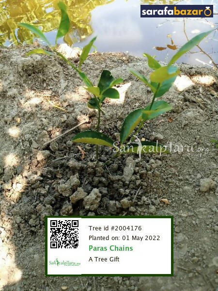 Paras Chains's tree – HM Sarafa Bazar India Pvt Ltd
