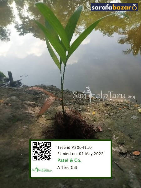 Patel & Co.'s tree – HM Sarafa Bazar India Pvt Ltd