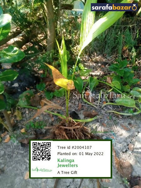 Kalinga Jewellers's tree – HM Sarafa Bazar India Pvt Ltd